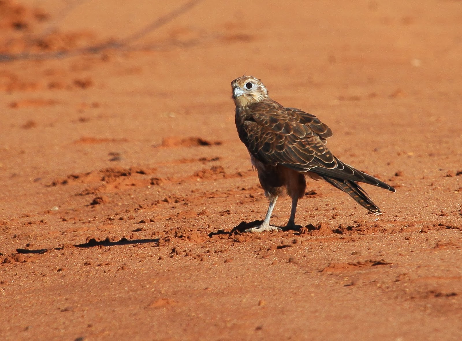 Richard Waring's Birds of Australia: Birds around Haasts Bluff NT
