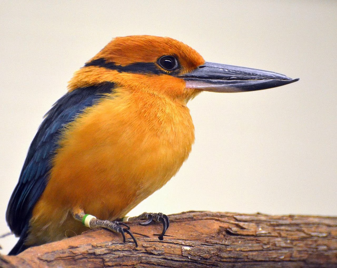 Micronesian Kingfisher - Pets