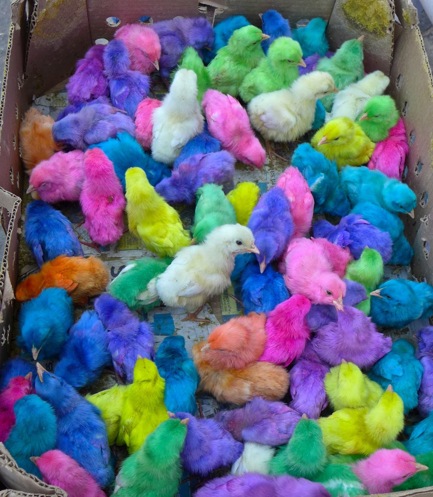 Jeffrey Bale's World of Gardens: 101 Views of Mexico