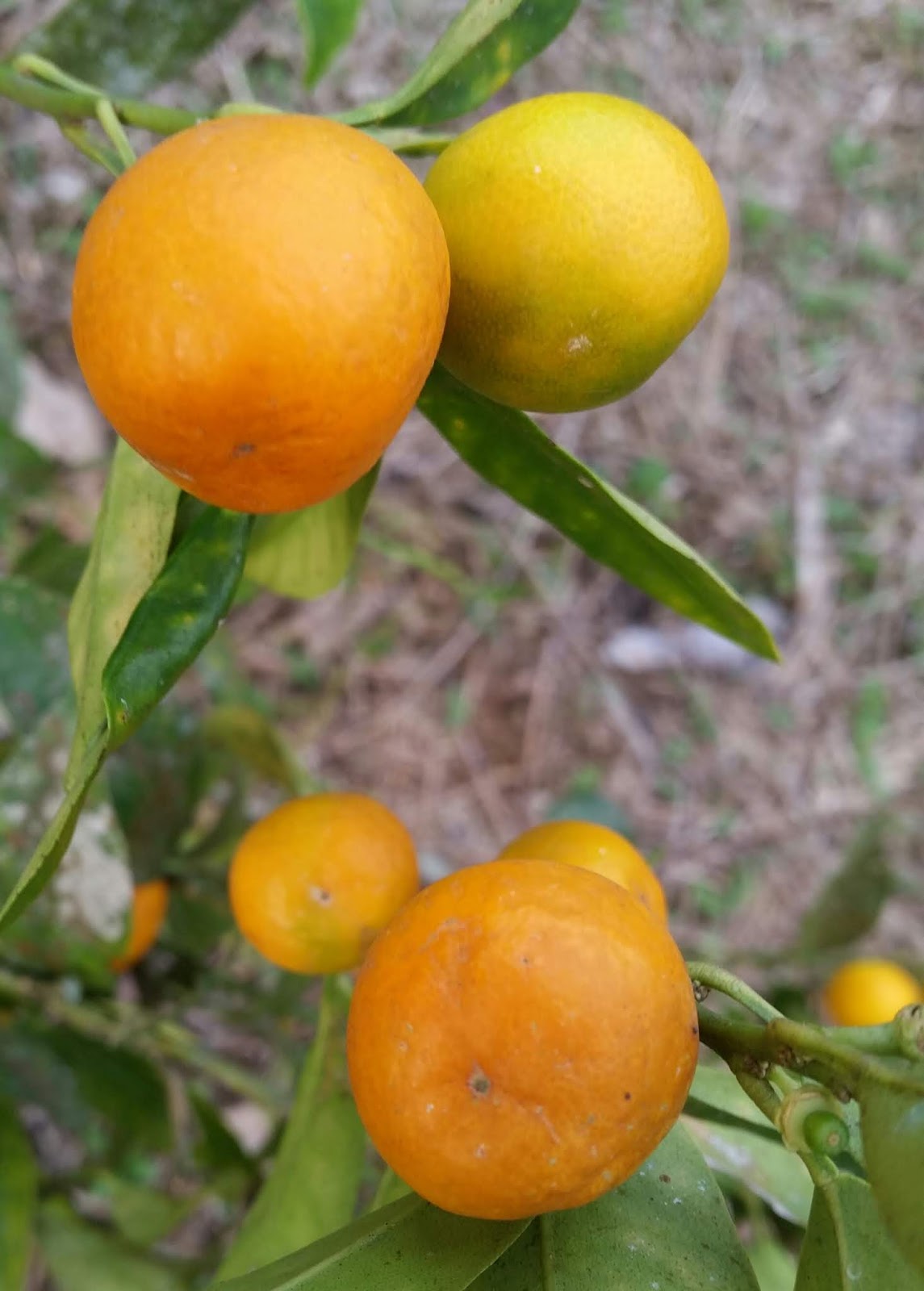 Warisan Petani: Pokok Limau Kumquat