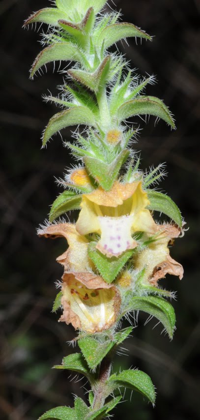FLORA DE MISIONES Argentina: Glechon ciliata Benth.