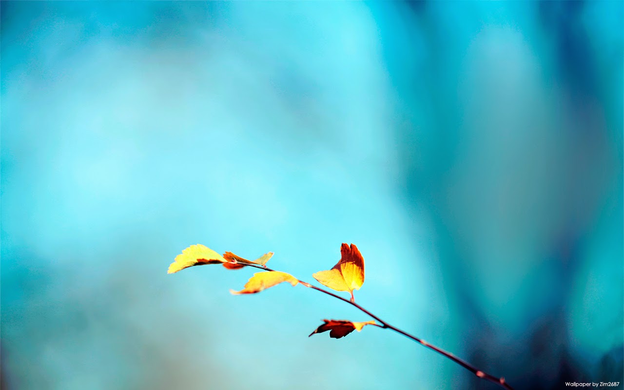 خلفية الاسبوع رقم #17 لكل الاجهزة - مداد الجليد