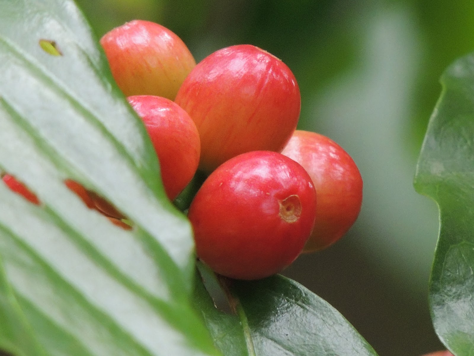 Guadeloupe - Fruits & Légumes
