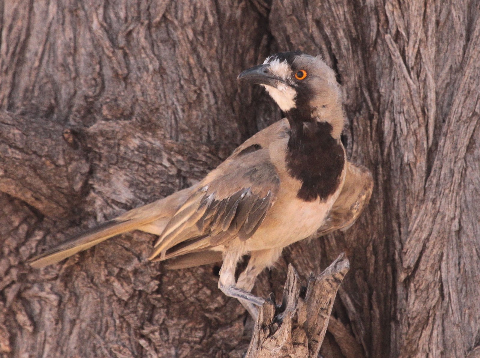 Richard Waring's Birds of Australia: Crested Bellbird photos - feeling ...