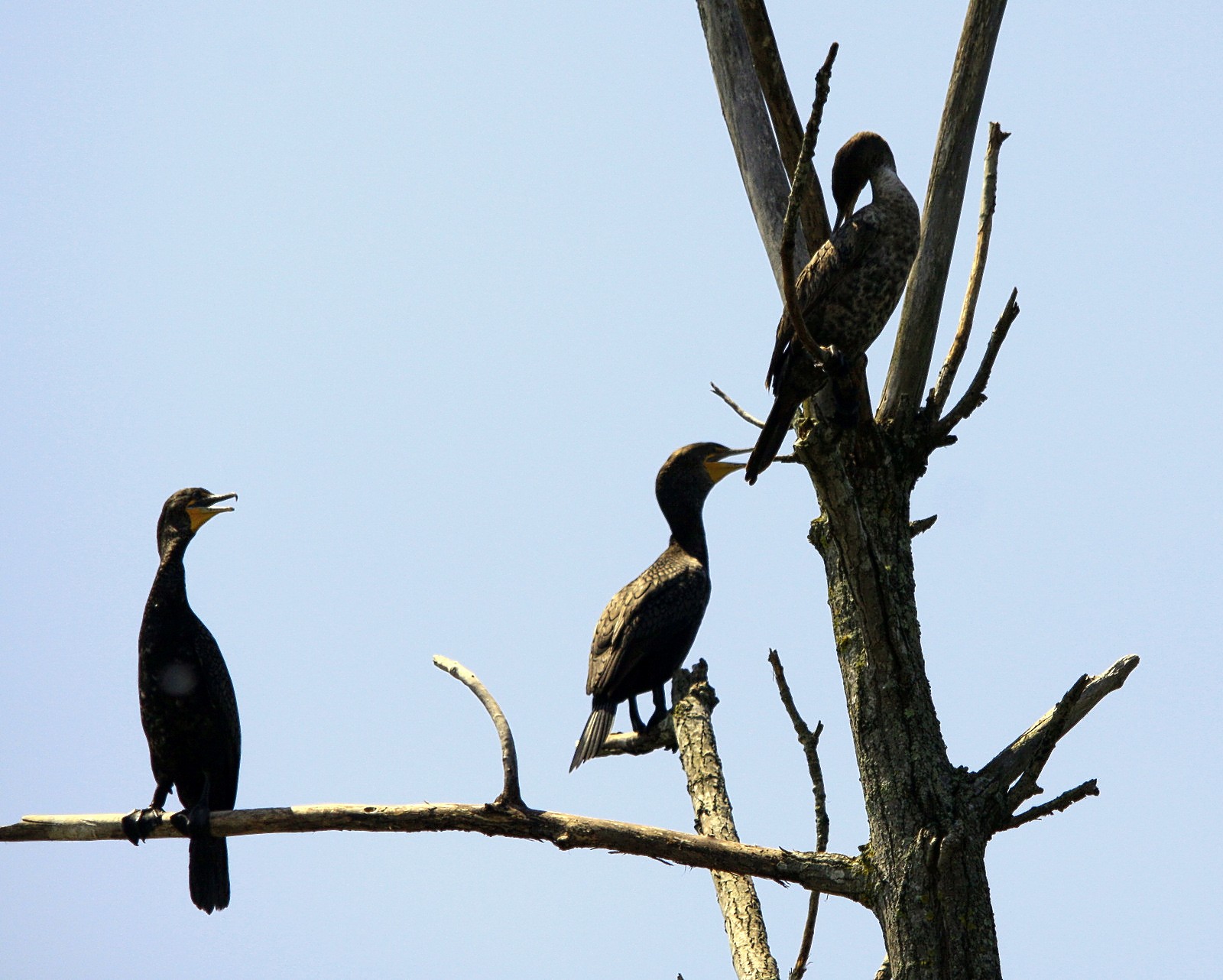 Gary's Outdoor Wanderings2: IN SEARCH OF A CORMORANT ROOKERY