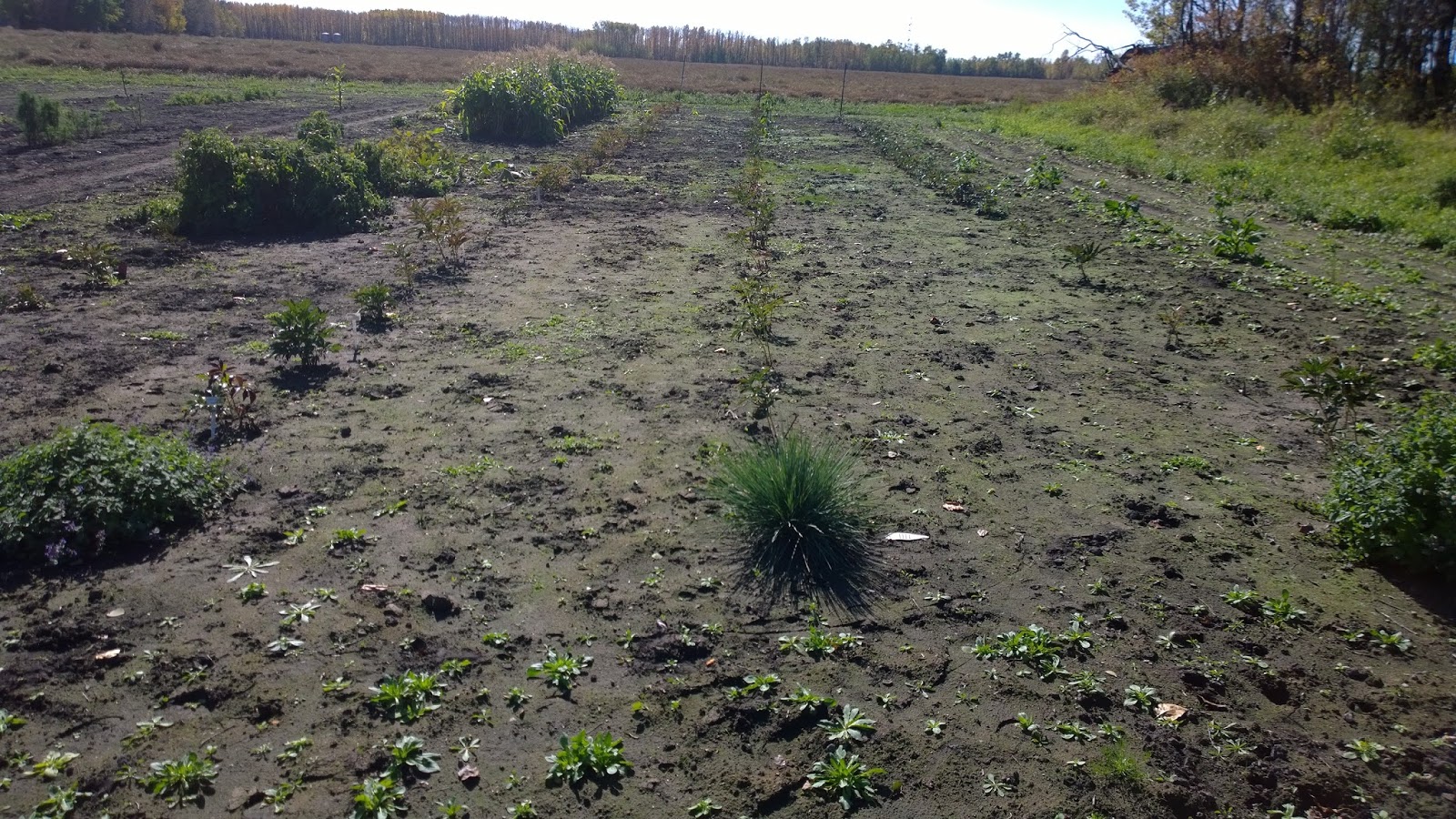 Muddle Puddle: That's the way the tomato tumbles.