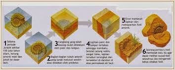 Cahaya: Proses Pembentukan Fosil Dan Syarat Terbentuknya Fosil