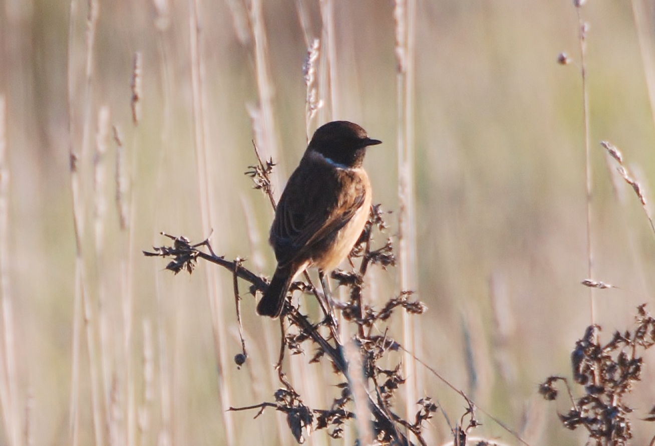 Beachborough Park Wildlife Sightings Folkestone Kent: Bird Sightings ...
