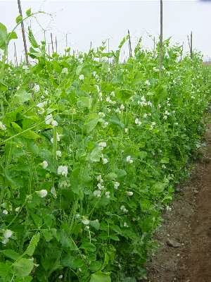 La Agricultura y la Economía de Huehuetenango: La Arveja China