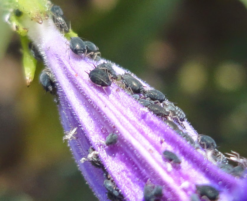Bichos en Antofagasta: Catitas o Chinitas: Eriopis connexa chilensis ...