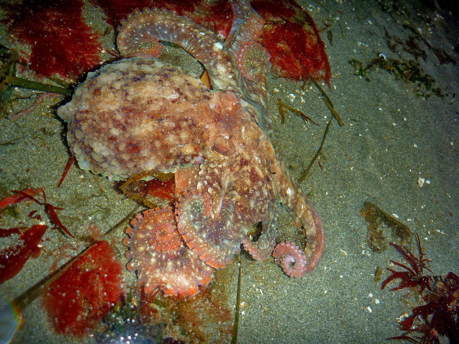 Buzz's Marine Life of Puget Sound: Jan 1, 2014