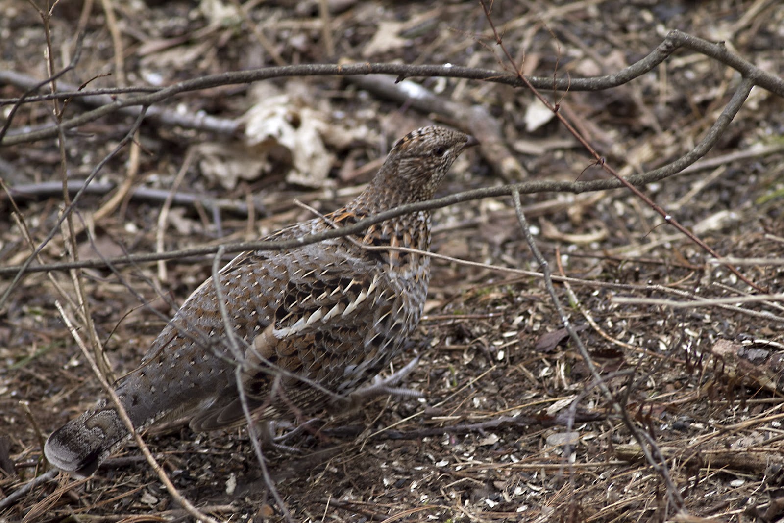 Ann Brokelman Photography: Ruffed Grouse, Woodpeckers - Algonquin Park