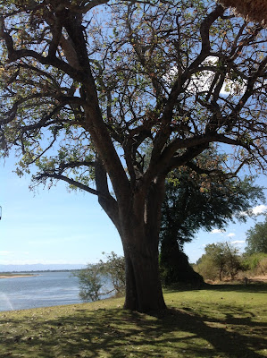 Well, It's Africa...: The Sausage Tree