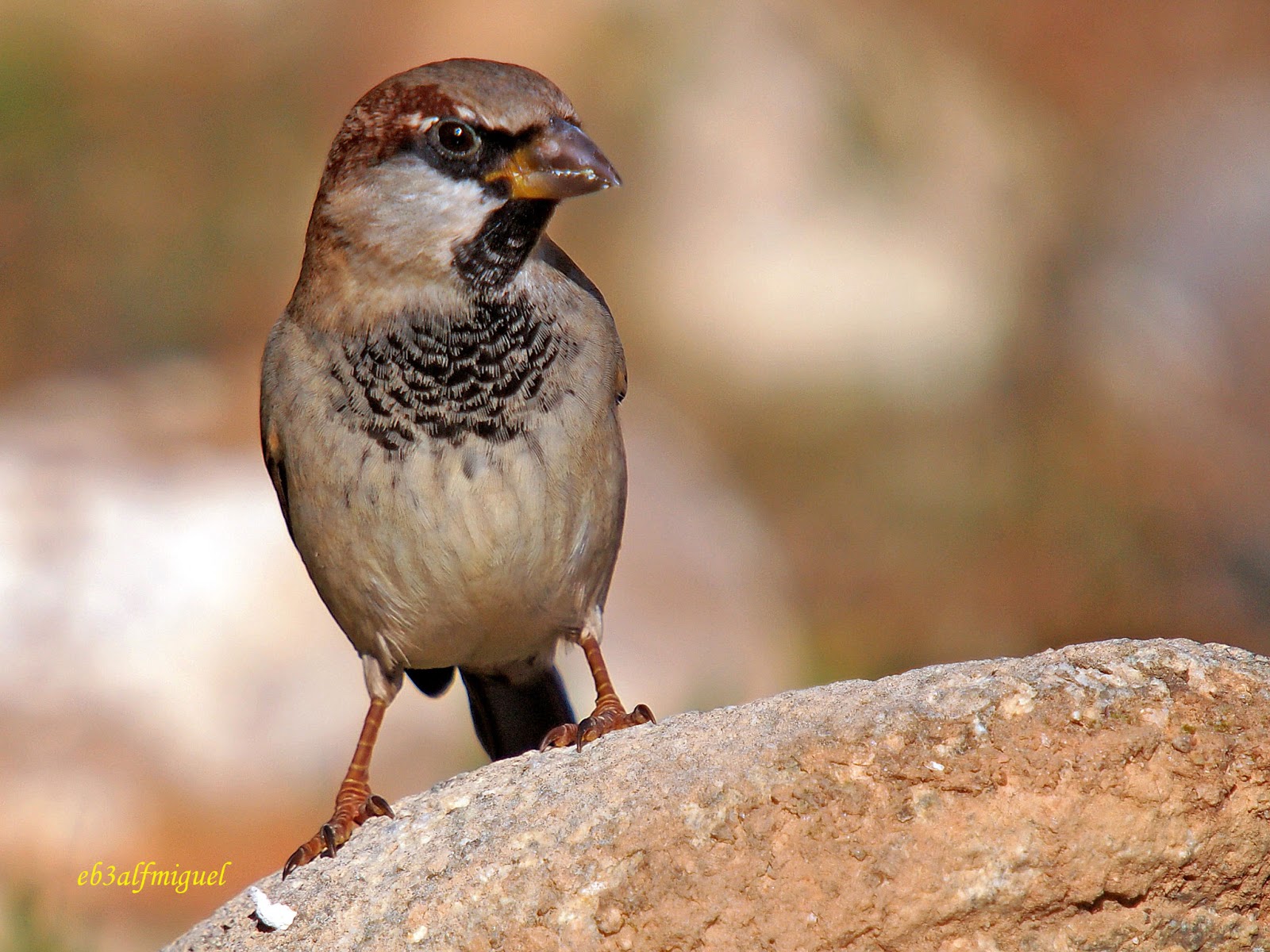 Miguel fotografia: Gorrión común (Passer domesticus)