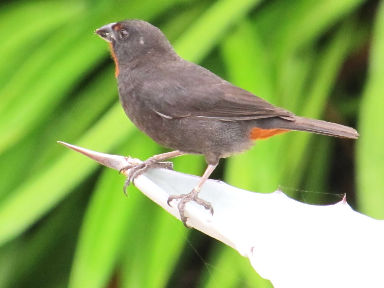 BirdsEyeViews: St. Kitts Birds