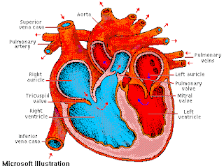ANATOMY!!!! : ): Pig Heart Dissection!