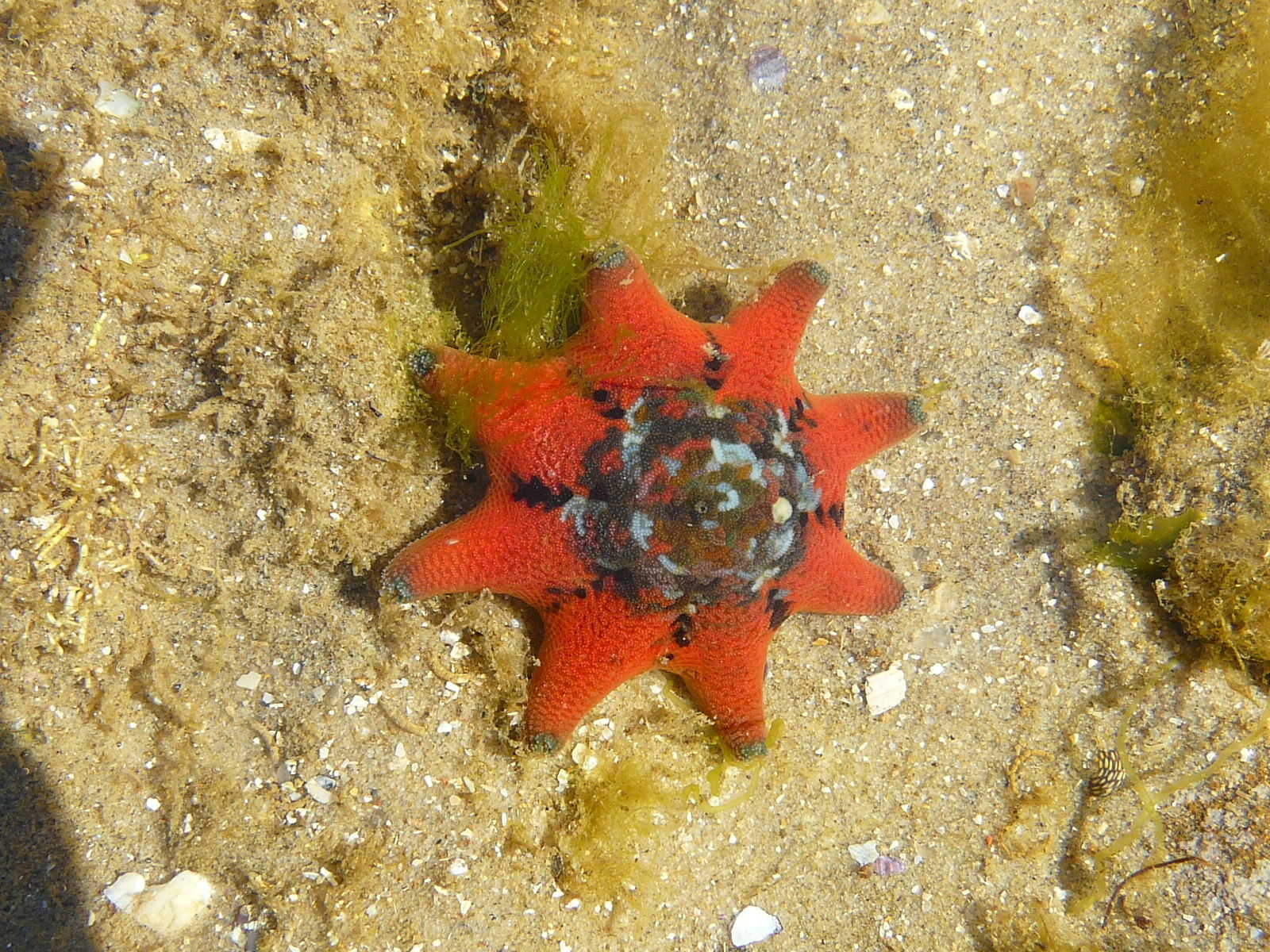 Real Monstrosities: Carpet Sea Star