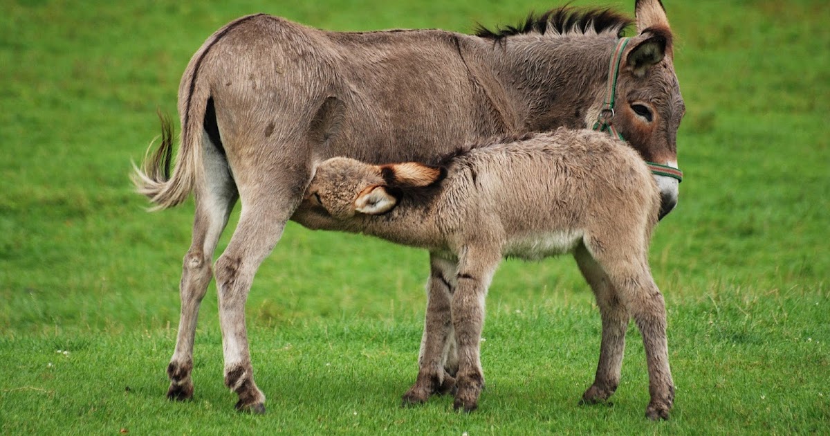 Klasifikasi Equus asinus - Biologi Edukasi: Belajar Sains Biologi