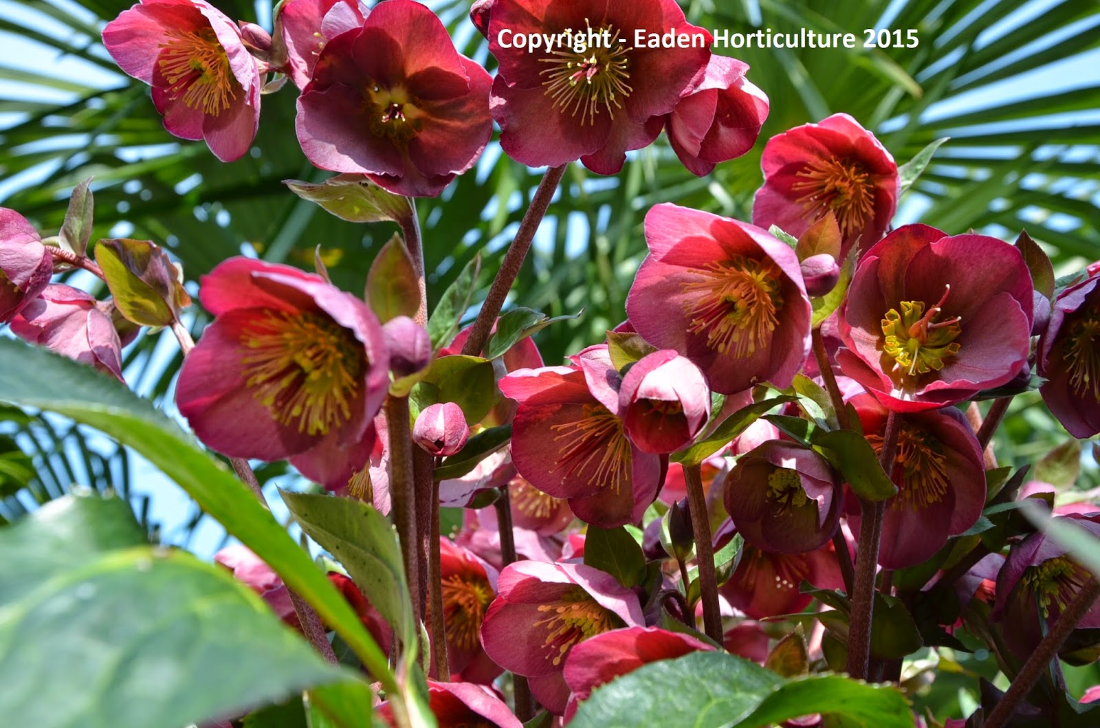 HELLEBORUS 'Penny's Pink' |The Garden of Eaden