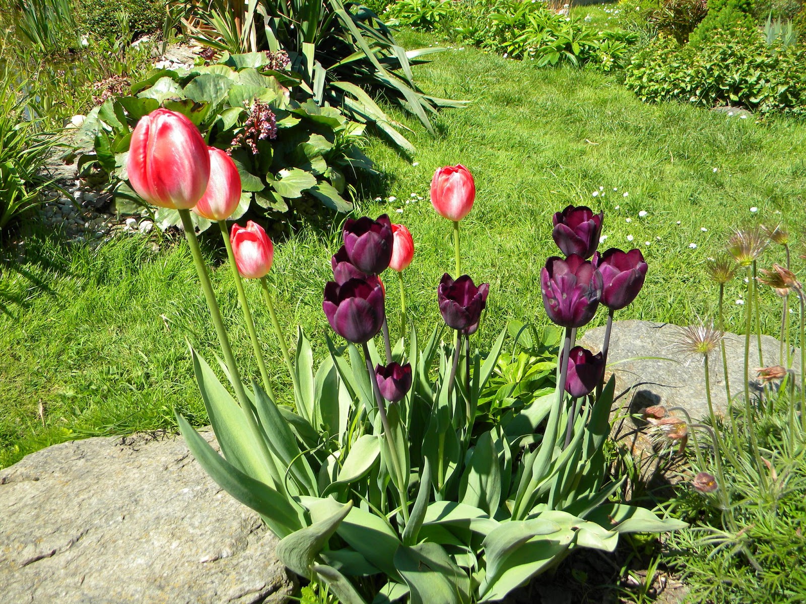 NAŠE ZAHRADY: Jak pěstovat tulipány?