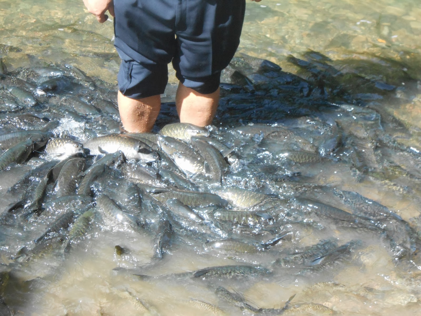FREELITTLEBRAIN: Fish SPA in Sabah -Tagal Sungai Moroli, Kg Luanti Baru