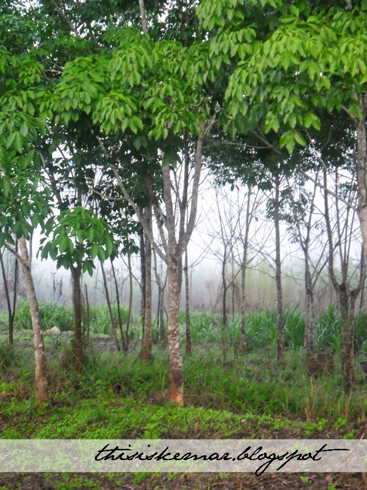 Pokok Getah