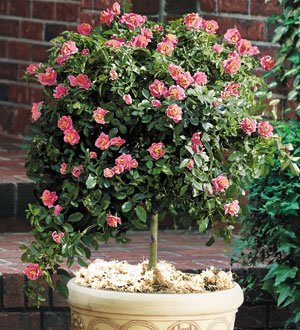 ghetto gardens: Understanding Rose Classifications: Miniature Roses