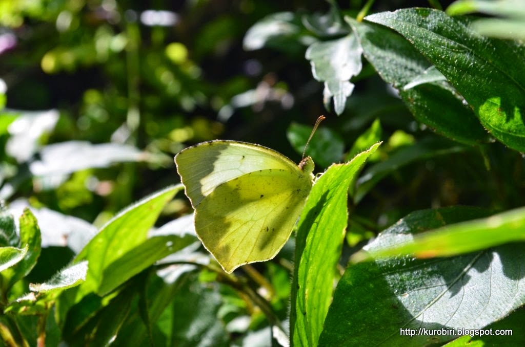 Donde el viento me llevó: Volcán Moyuta
