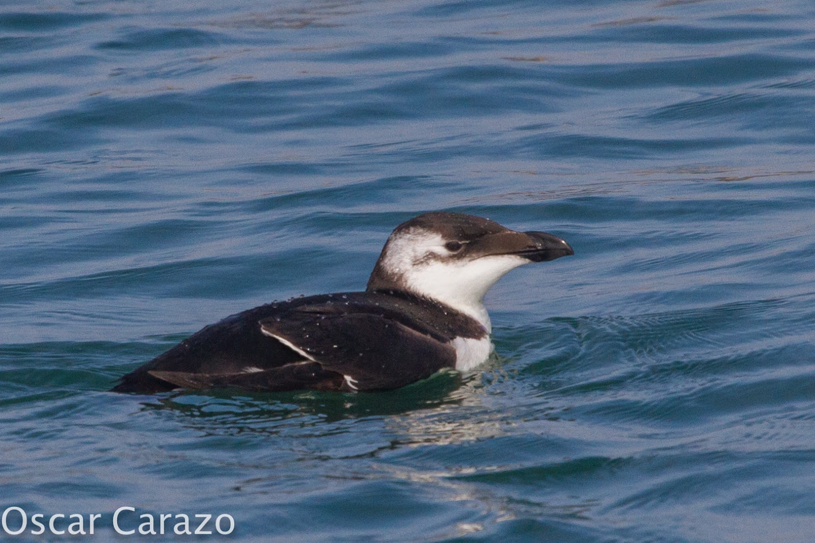 AVESANTURTZI: ALCAS EN EL ABRA DE BILBAO