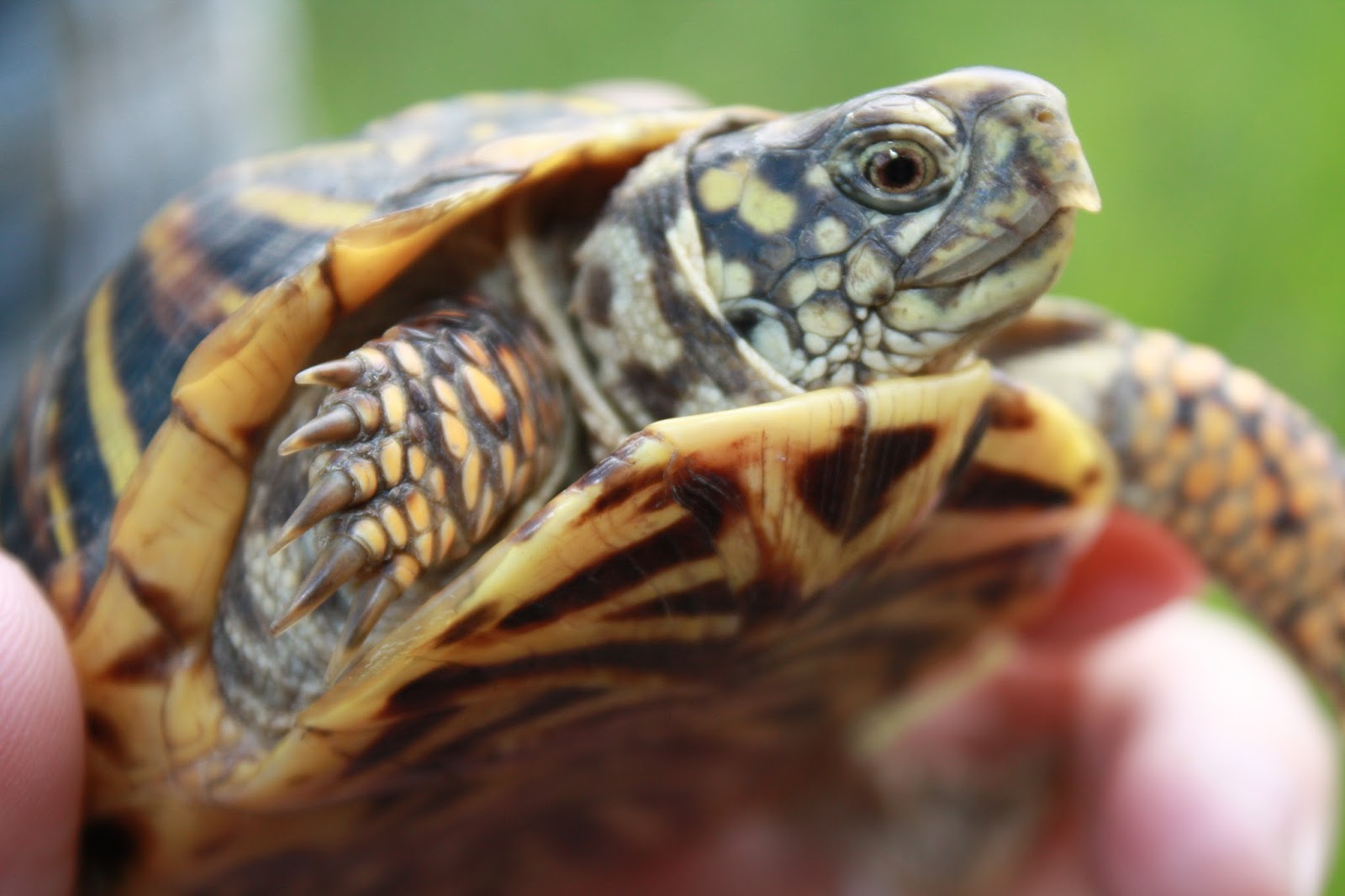 Flyover Country: Ornate box turtles