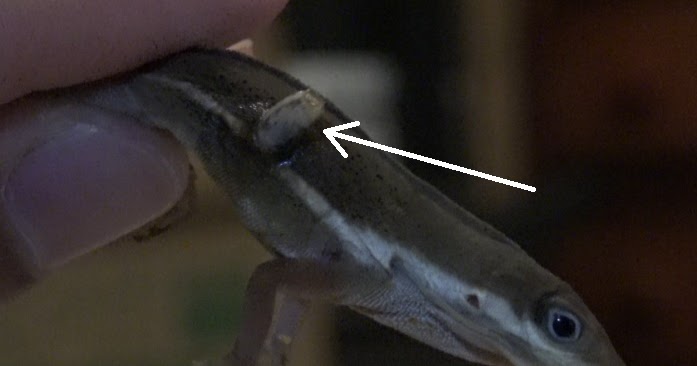 CHIPOJO LAB: A xenomorph moment with an anole (EDIT: Video link ...