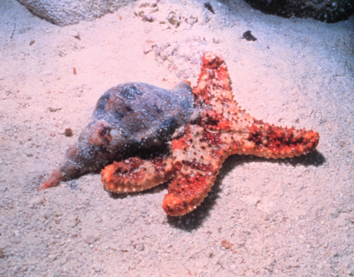 The Echinoblog: Snails that eat Starfish! Predation in the tropical ...