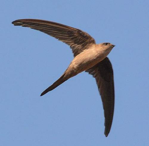 Asian palm-swift | Birds of India | Bird World