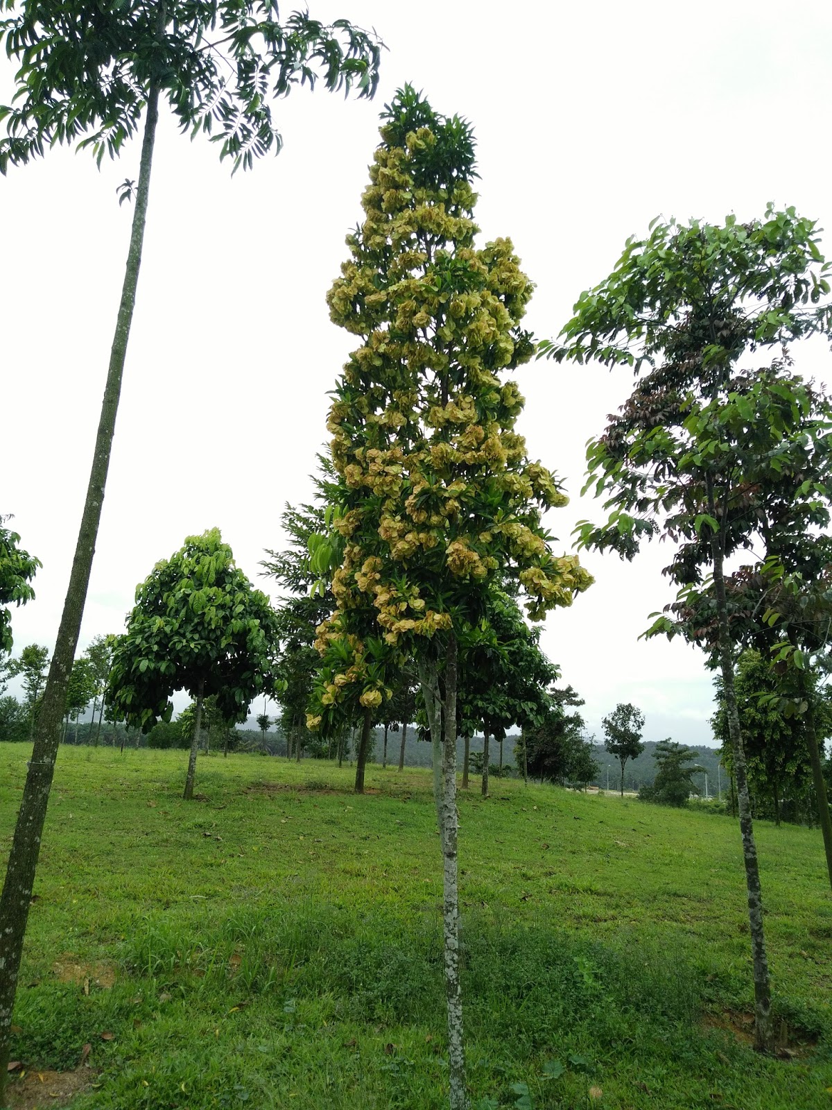 Yes I Love Farming! :D: Pteleocarpa lamponga - Tembusu tikus