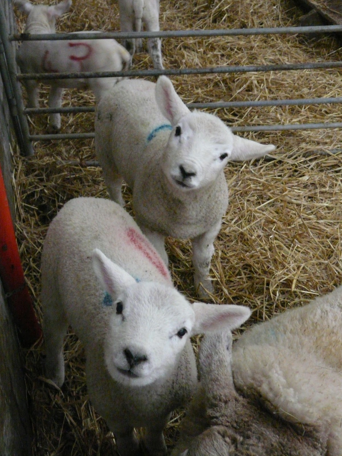 Lamb Pneumonia