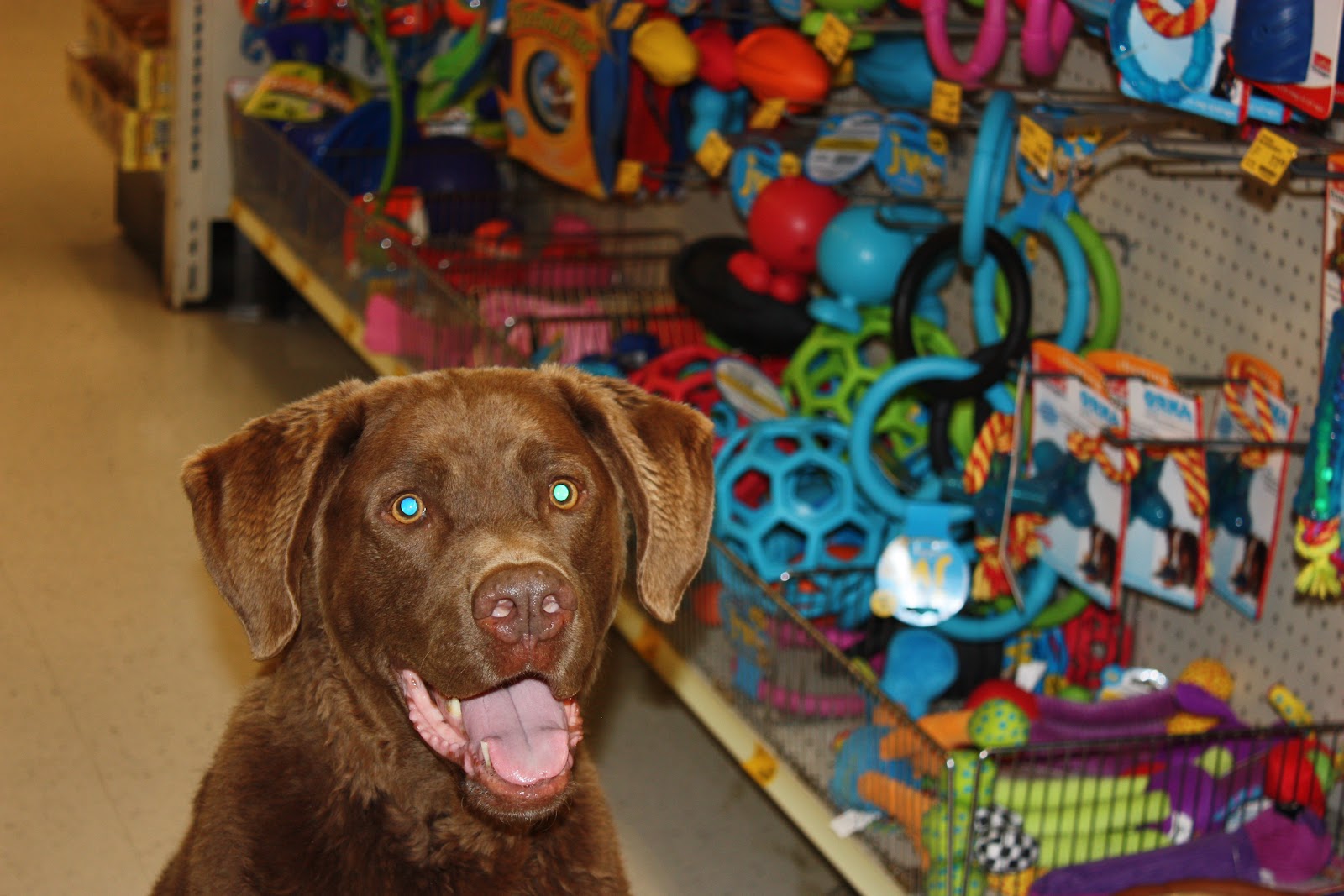 Team Toby- a dog with a blog on a kindness mission!: If Animals Could ...