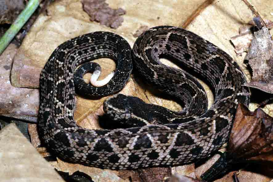 Cobra-Jararacuçu (Bothrops jararacussu) - Klima Naturali™