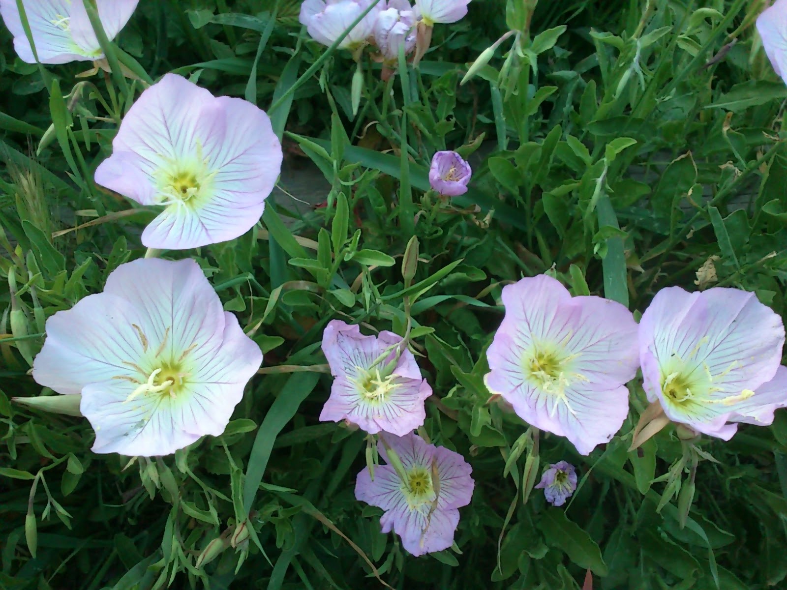 Badia Verde: prímula rosa o onagra vistosa (oenothera speciosa)
