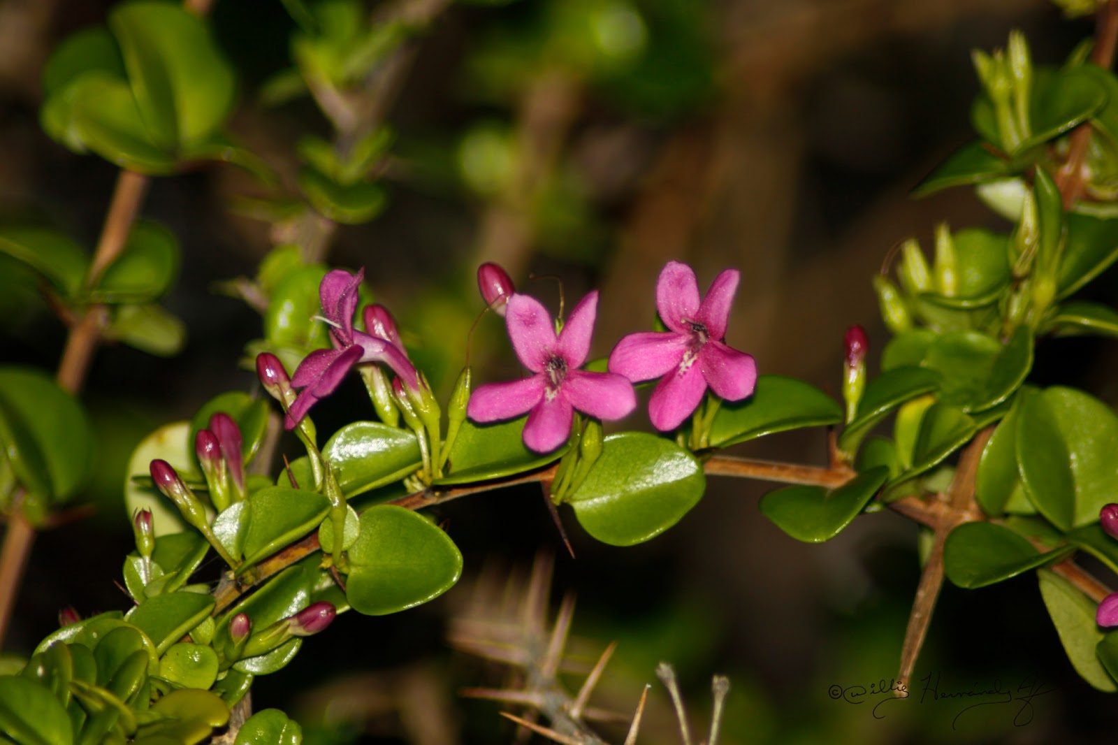 Flora de Puerto Rico Ilustrada Papo Vives: ACANTHACEAE OPLONIA SPINOSA ...