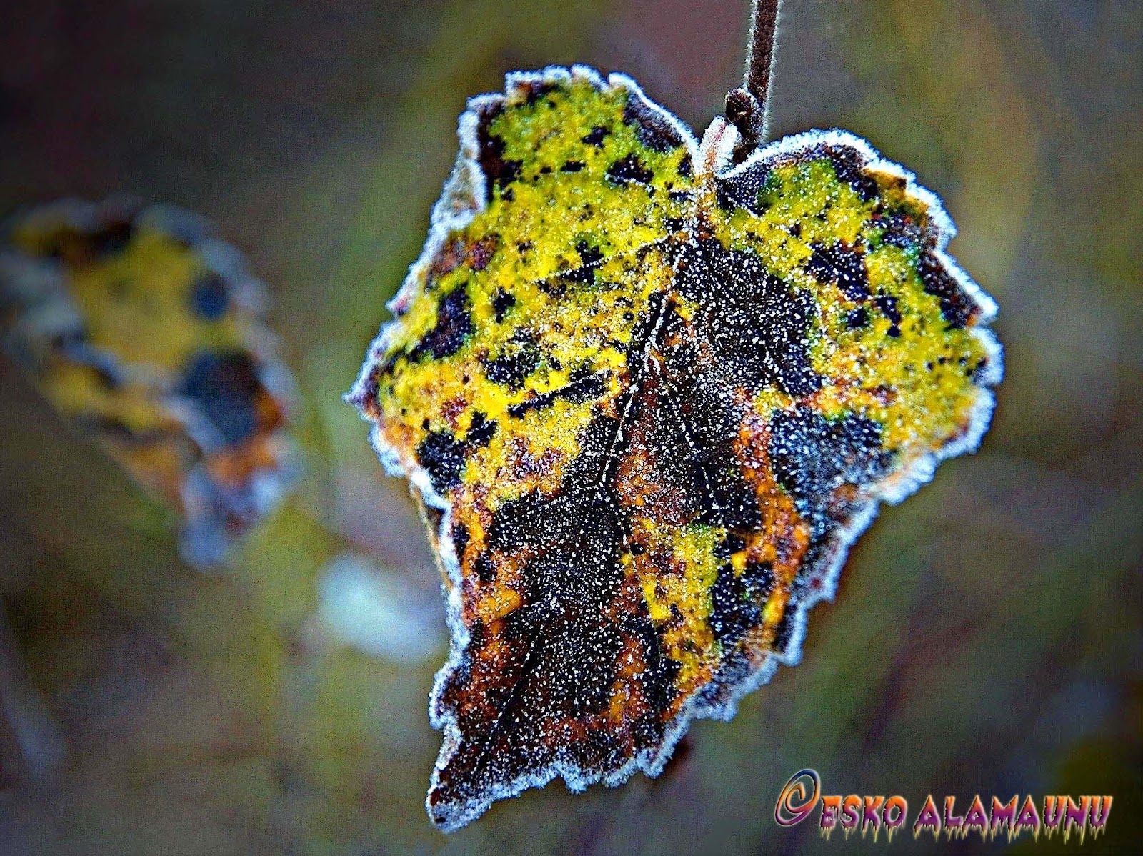 Eko-Kuvia: PAKKANEN...