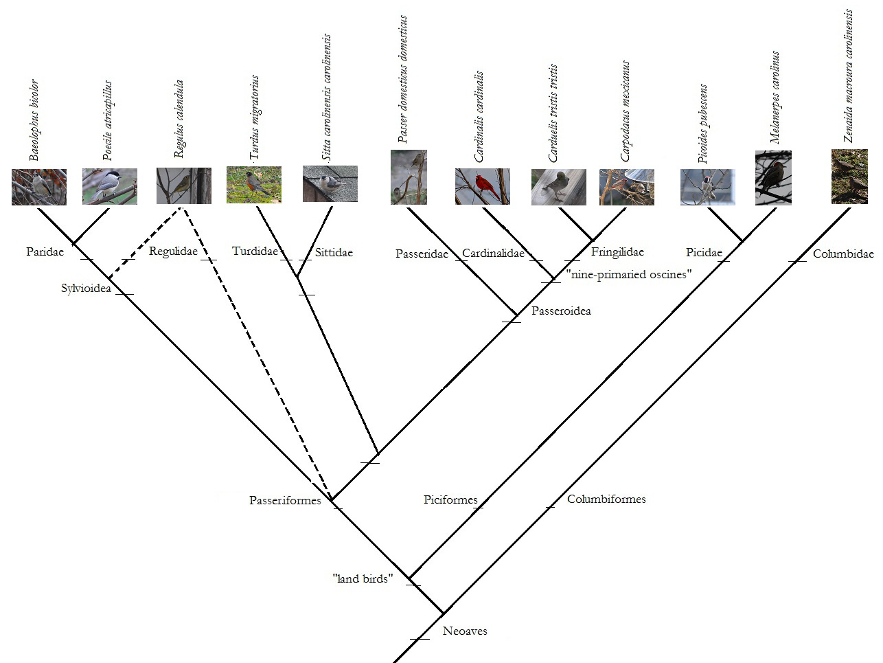 Superoceras: Virtual Birding Roundup (Part 3)