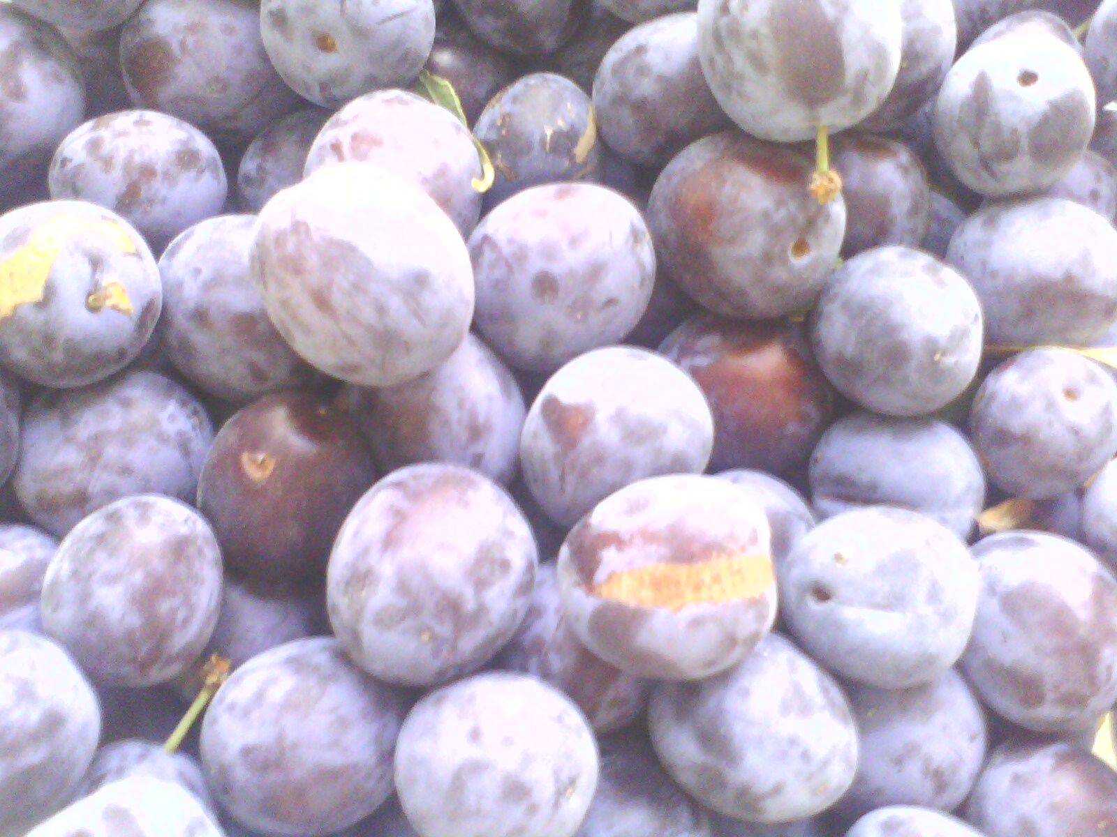 ALLISSONECOMPANHIA: ABRUNHOS AZUIS