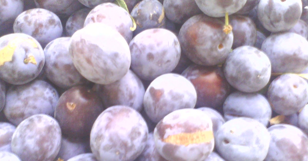 ALLISSONECOMPANHIA: ABRUNHOS AZUIS