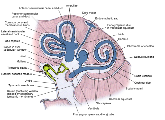 The anatomy of the ear | blogger uni doctors