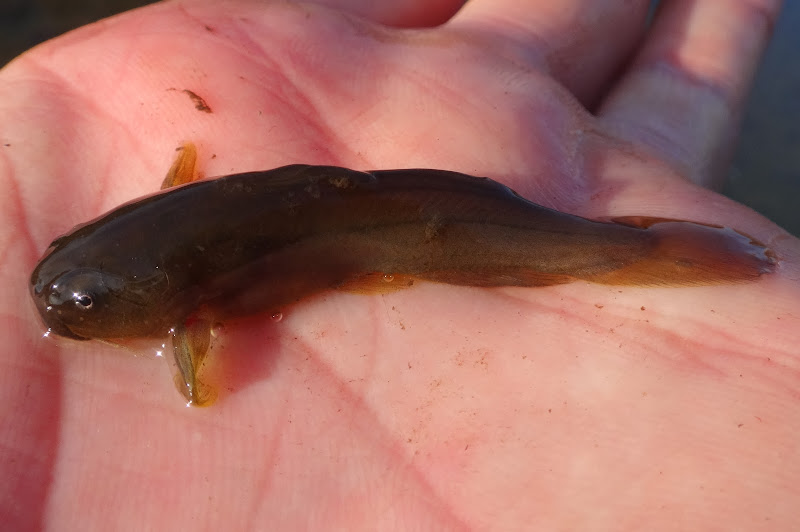 Ben Cantrell's fish species blog: Crane Creek, IL