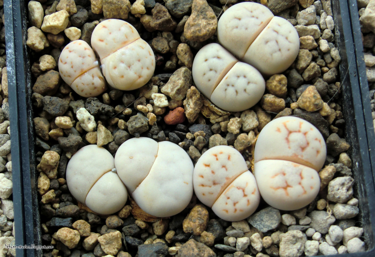 Lithops Stories: Lithops Cultivation Guide