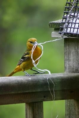 txmommylady's crochet escape: From Yarn Scraps to Bird’s Nests, Part 1