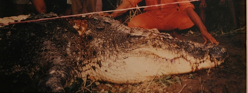 Yola: Fashionable, Lifestyle & Informative: The Legend of Crocodile in ...