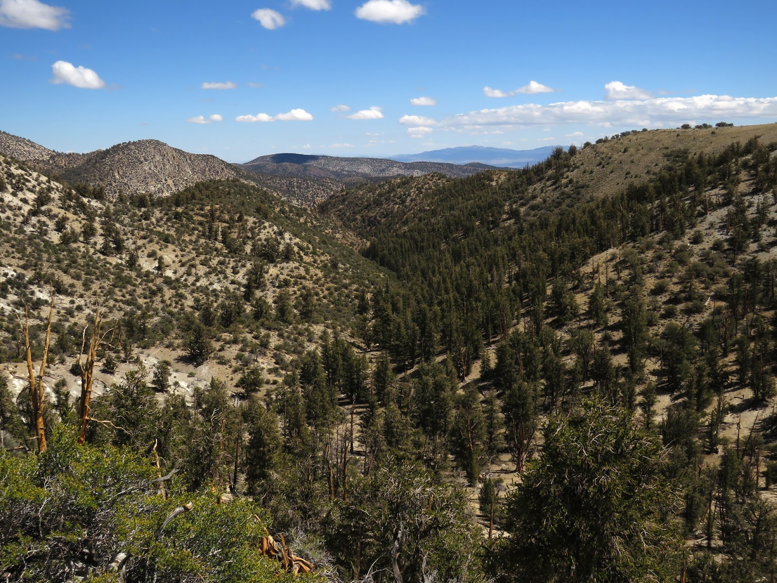 Around the Bend Friends ®: Ancient Bristlecone Forest (Schulman Grove ...