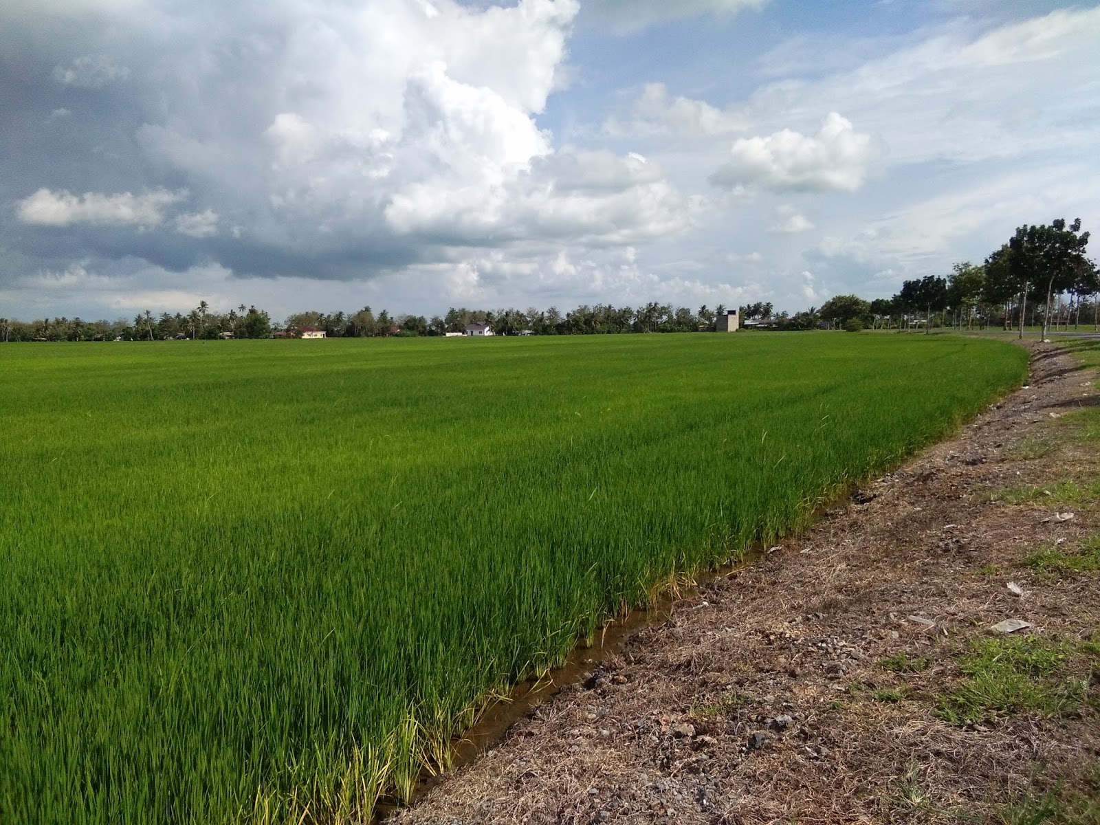 D' Qasih: Pemandangan menarik di sawah padi / Beautiful scenery in the ...